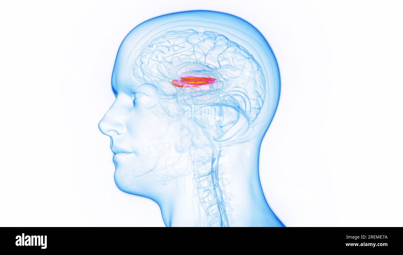 Globus Pallidus Globus Pallidus Externus | Globus