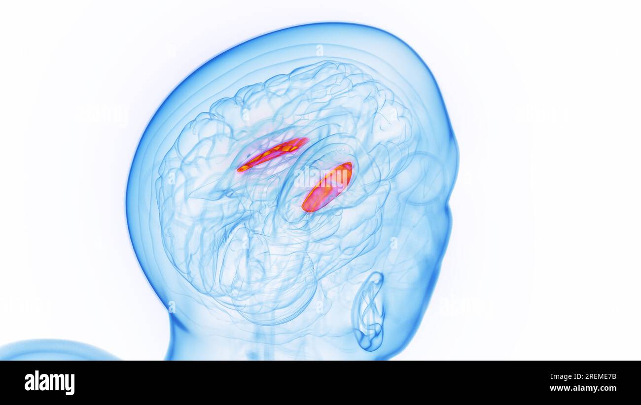 Lateral globus pallidus, illustration Stock Photo - Alamy