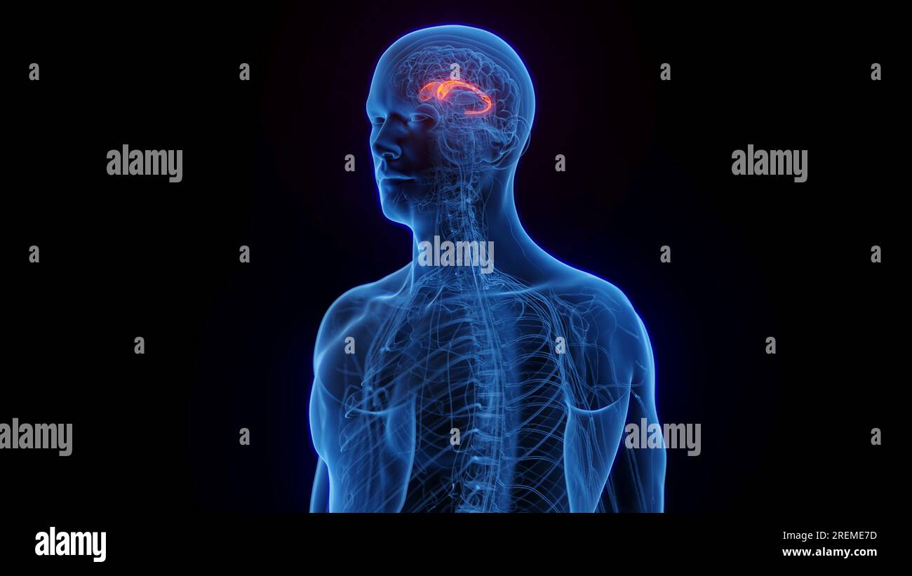 The caudate nucleus, illustration Stock Photo - Alamy
