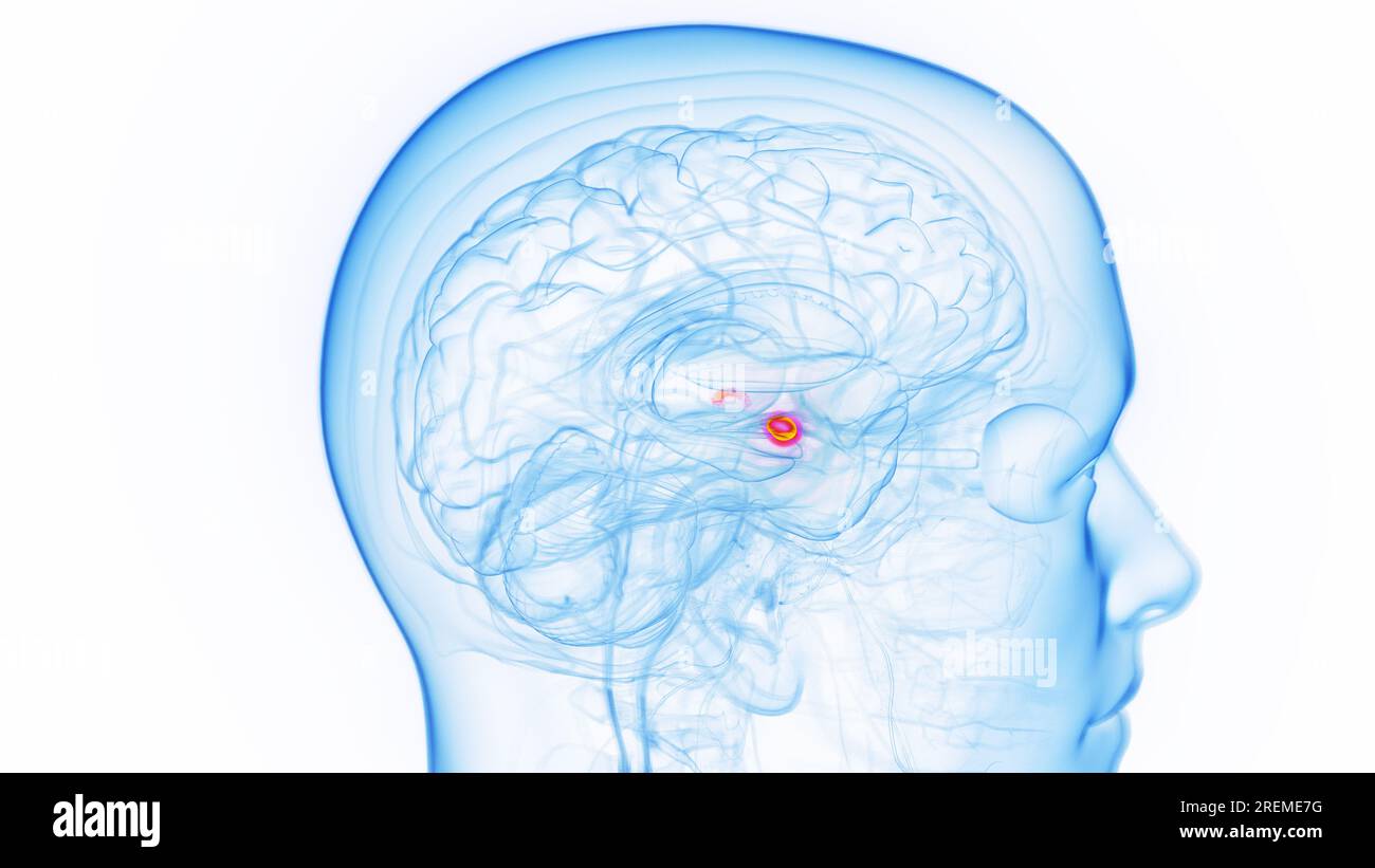 Amygdala Cut Out Stock Images & Pictures - Alamy