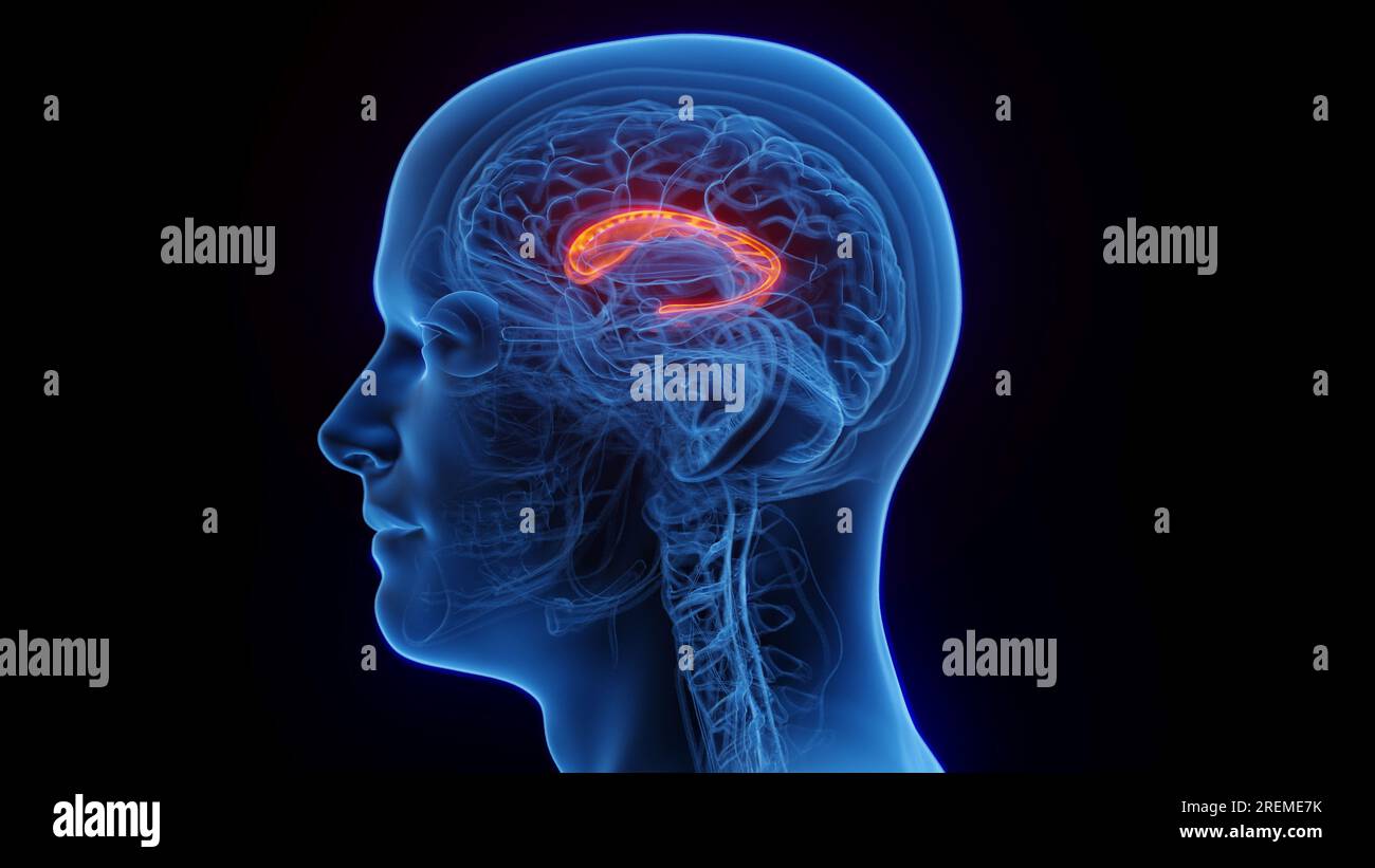 Caudate nucleus hi-res stock photography and images - Alamy