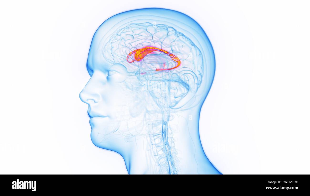 The caudate nucleus, illustration Stock Photo - Alamy