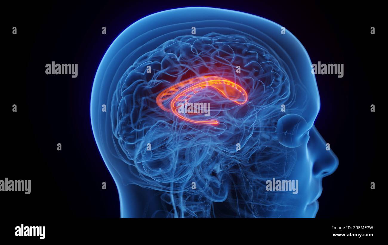 The caudate nucleus, illustration Stock Photo - Alamy