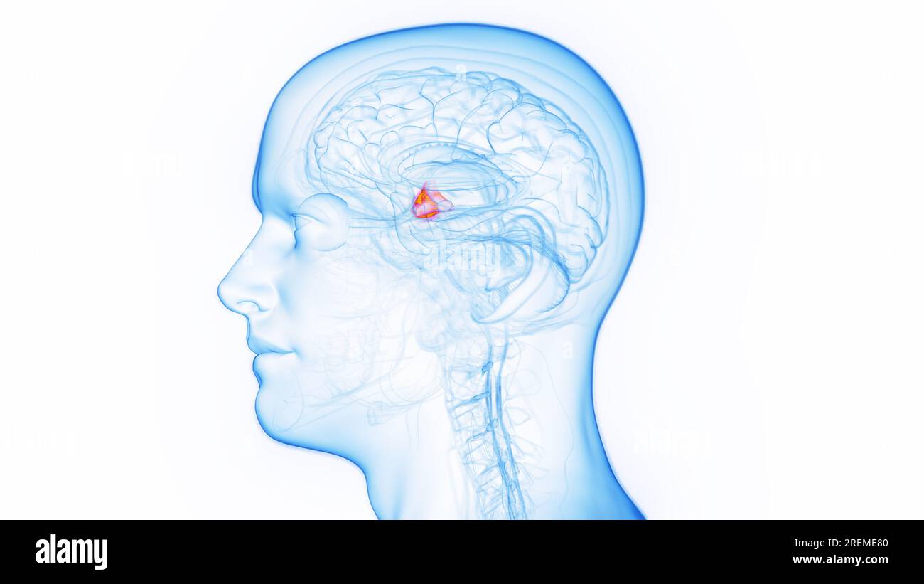 Lateral hypothalamus hi-res stock photography and images - Alamy