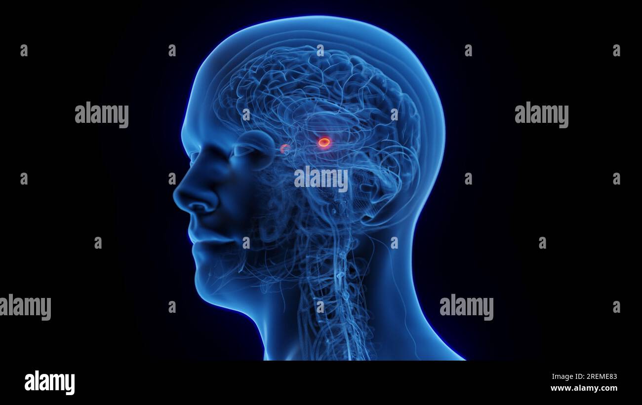 Amygdaloid nuclei hi-res stock photography and images - Alamy