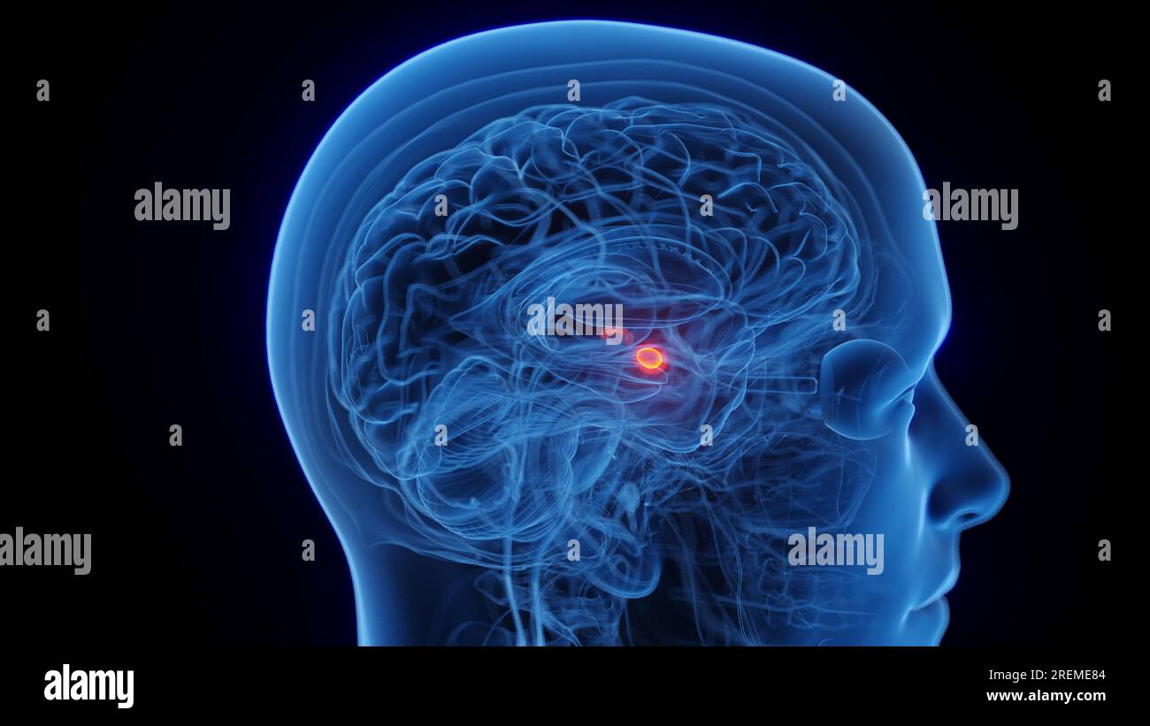 Amygdaloid nuclei hi-res stock photography and images - Alamy