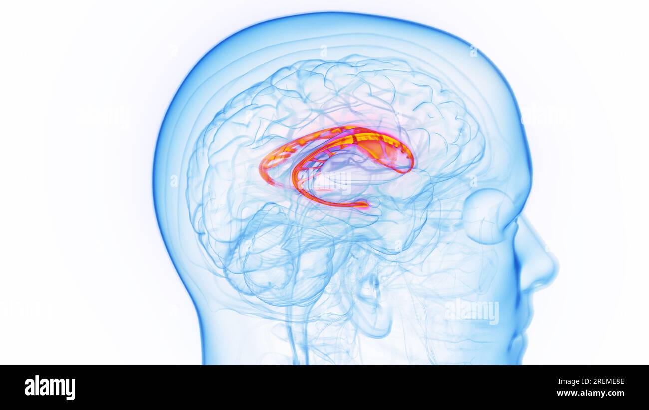The caudate nucleus, illustration Stock Photo - Alamy