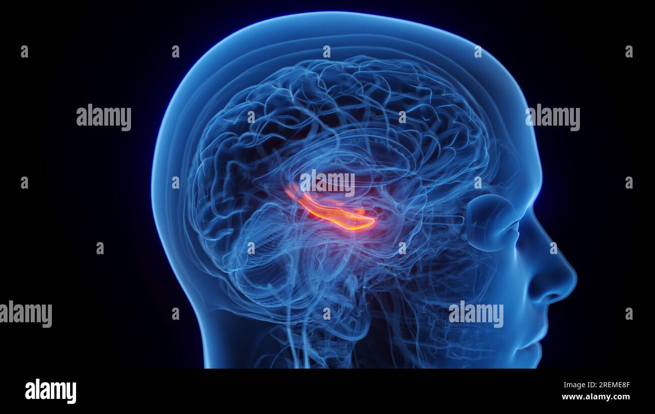 Male hippocampus brain anatomy hi-res stock photography and images - Alamy
