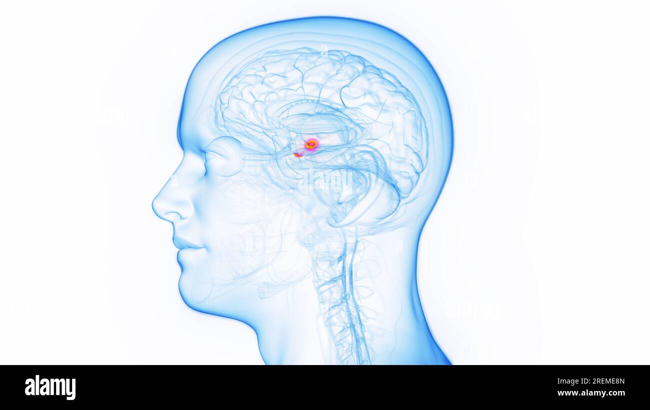 Amygdaloid nuclei hi-res stock photography and images - Alamy