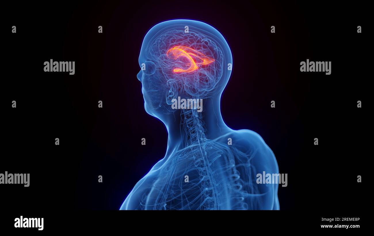 Occipital horn of lateral ventricle hi-res stock photography and images ...
