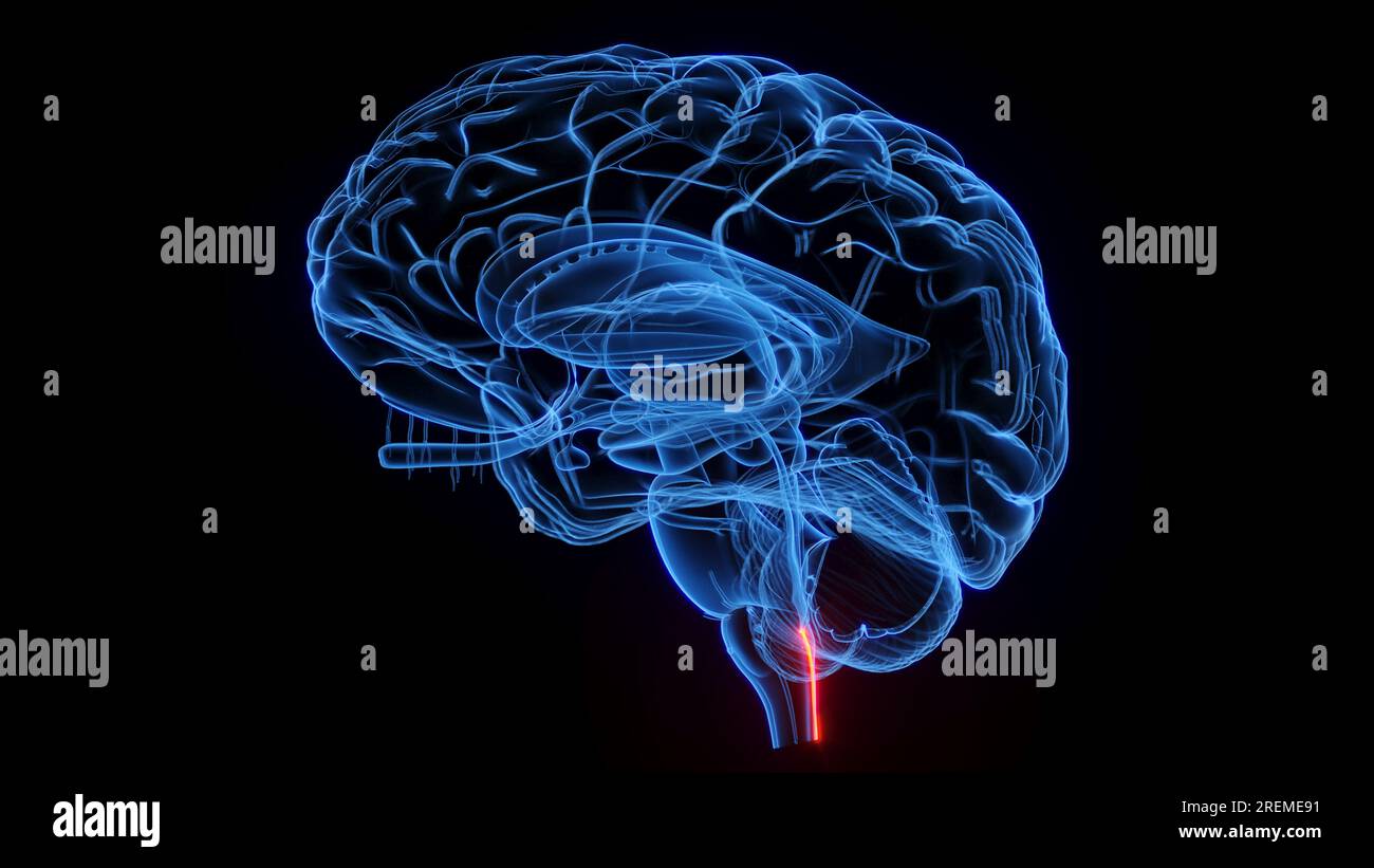 Gracile tubercle, illustration Stock Photo - Alamy