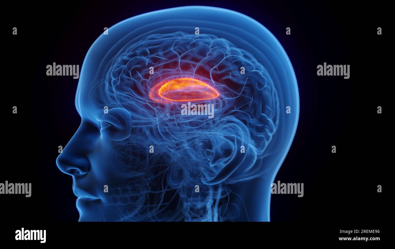 Putamen hi-res stock photography and images - Alamy