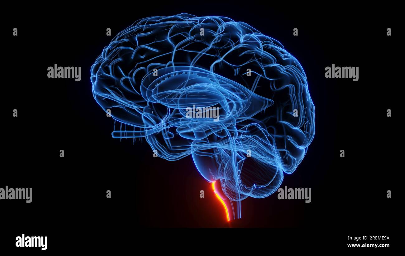 Medullary pyramids, illustration Stock Photo - Alamy