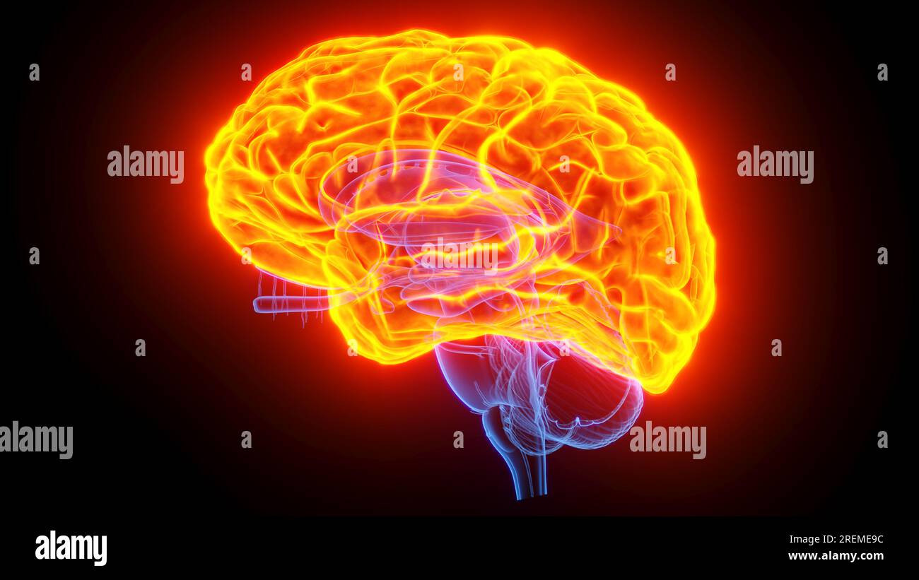 Cerebrum organ hi-res stock photography and images - Alamy
