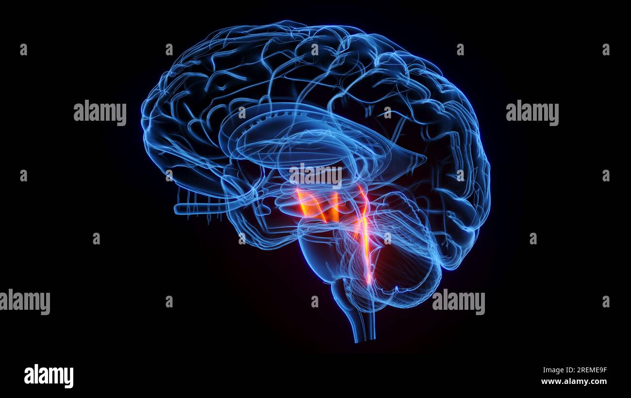 Cerebral peduncle hi-res stock photography and images - Alamy
