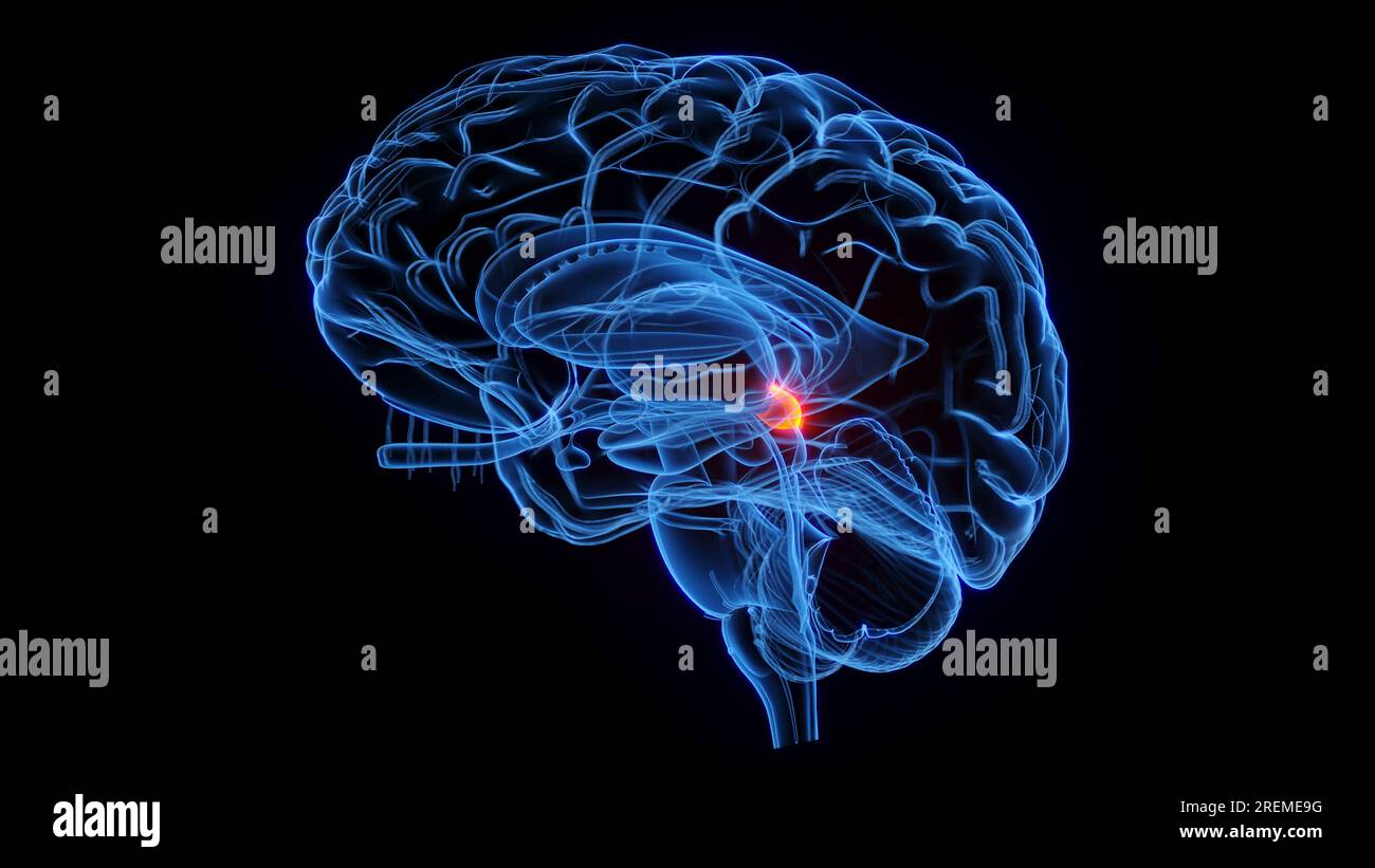 Superior colliculus hi-res stock photography and images - Alamy