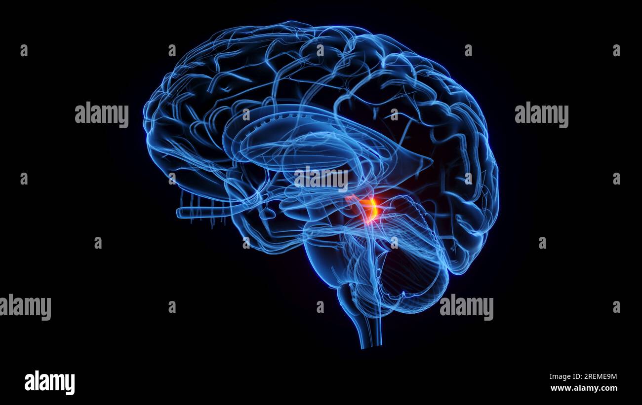 Inferior colliculus, illustration Stock Photo - Alamy