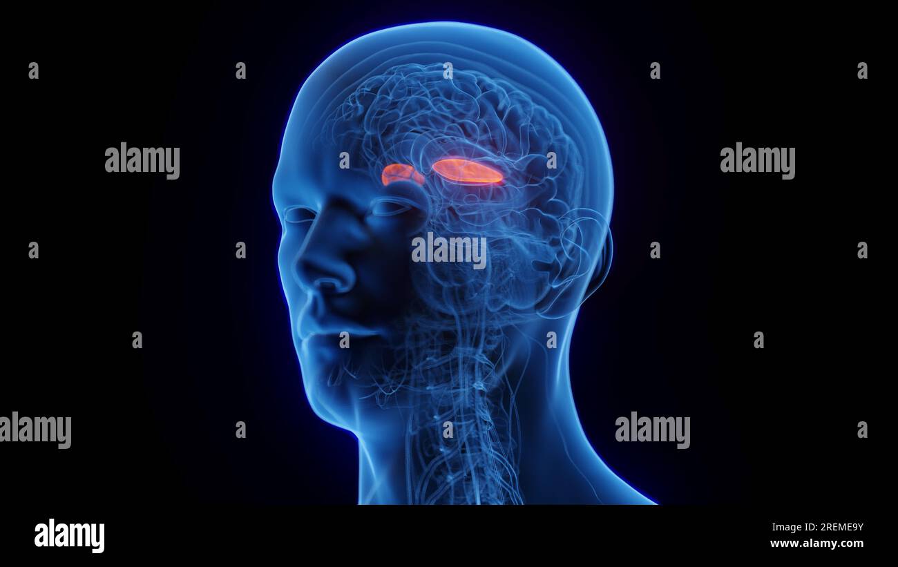 Lateral globus pallidus, illustration Stock Photo - Alamy