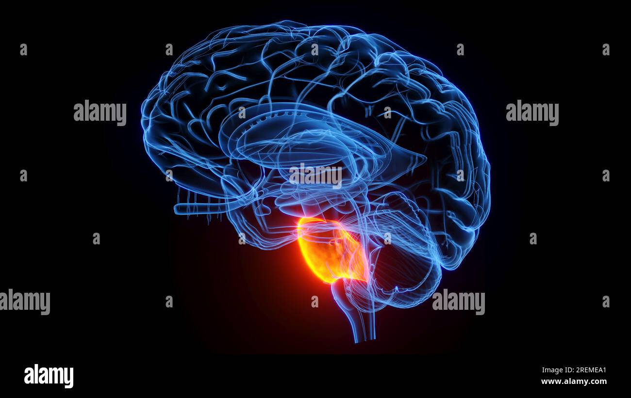 Pontine nuclei hi-res stock photography and images - Alamy