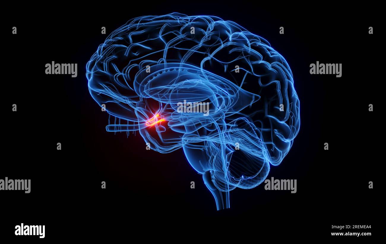 Optic chiasm, illustration Stock Photo - Alamy