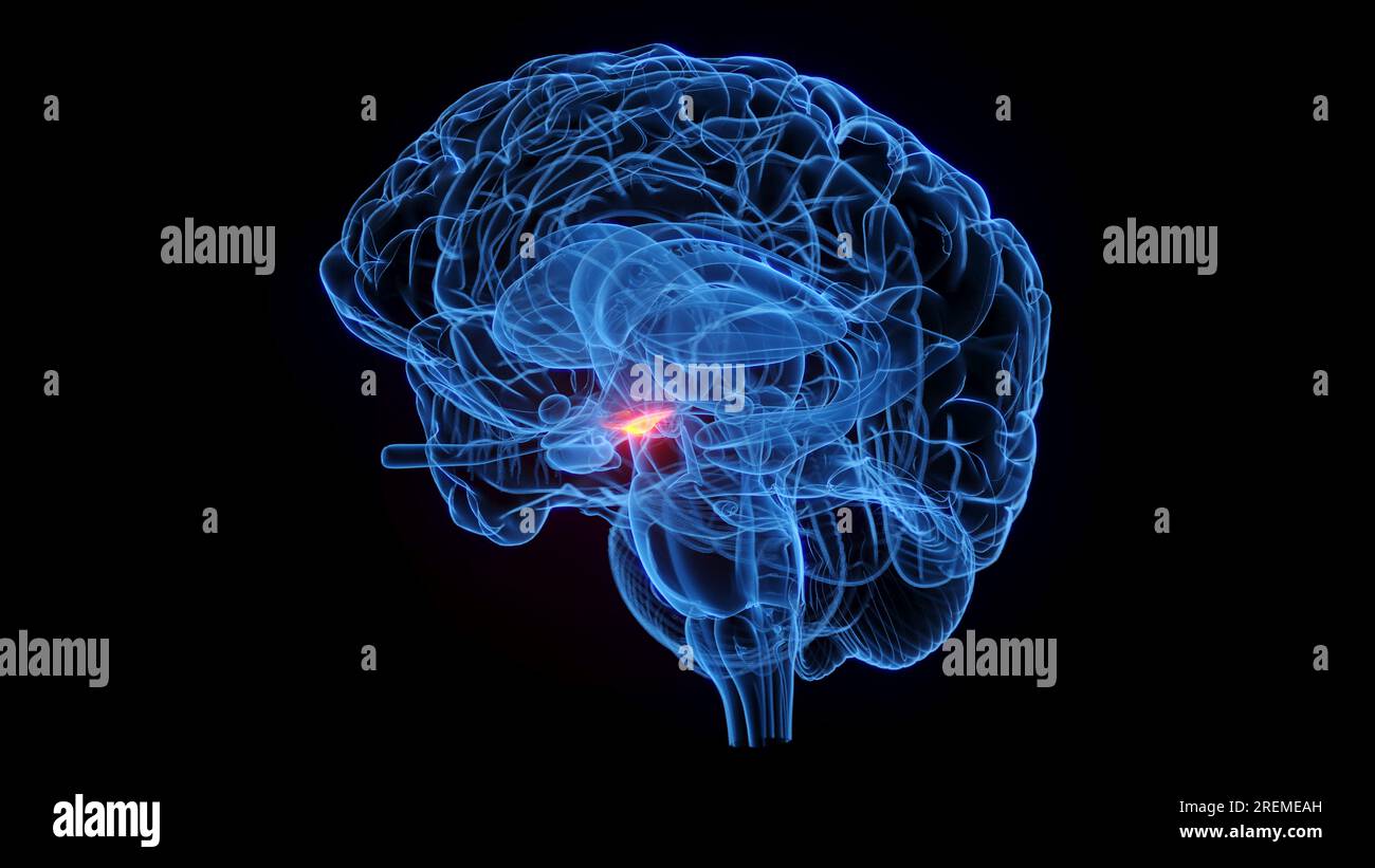 Tuber cinereum hi-res stock photography and images - Alamy