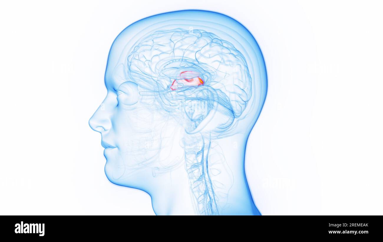 Which relay sensory information to hi-res stock photography and images ...