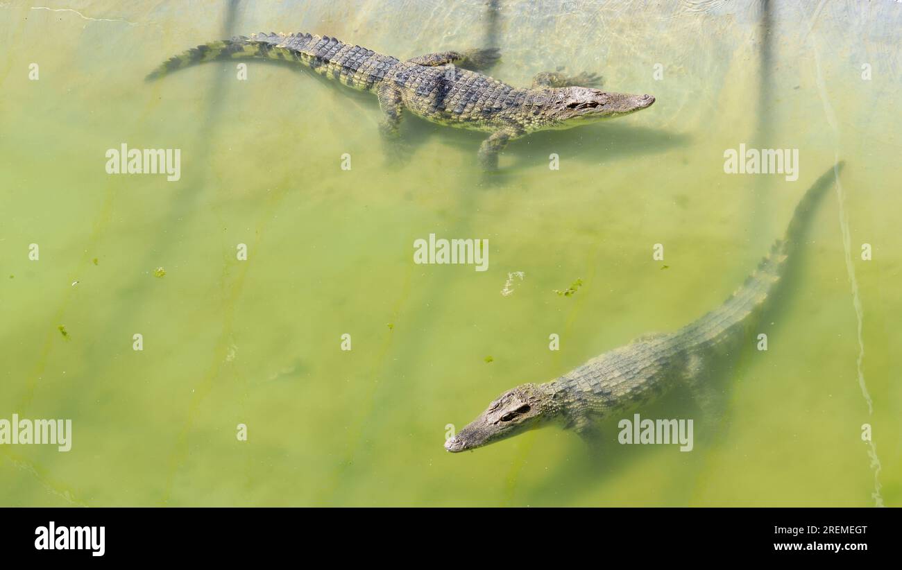 ZHANGYE, CHINA - JULY 28, 2023 - Crocodiles play in the water at the ...
