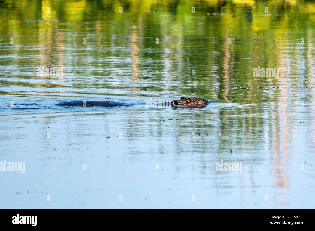 Second largest rodent hi-res stock photography and images - Alamy