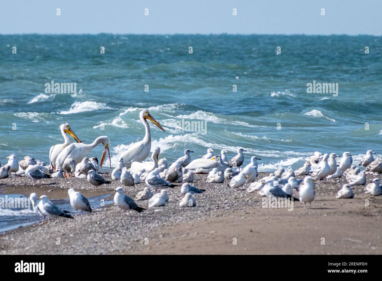 American White Pelicans, Pelecanus erythrorhynchos rest on the beach at ...
