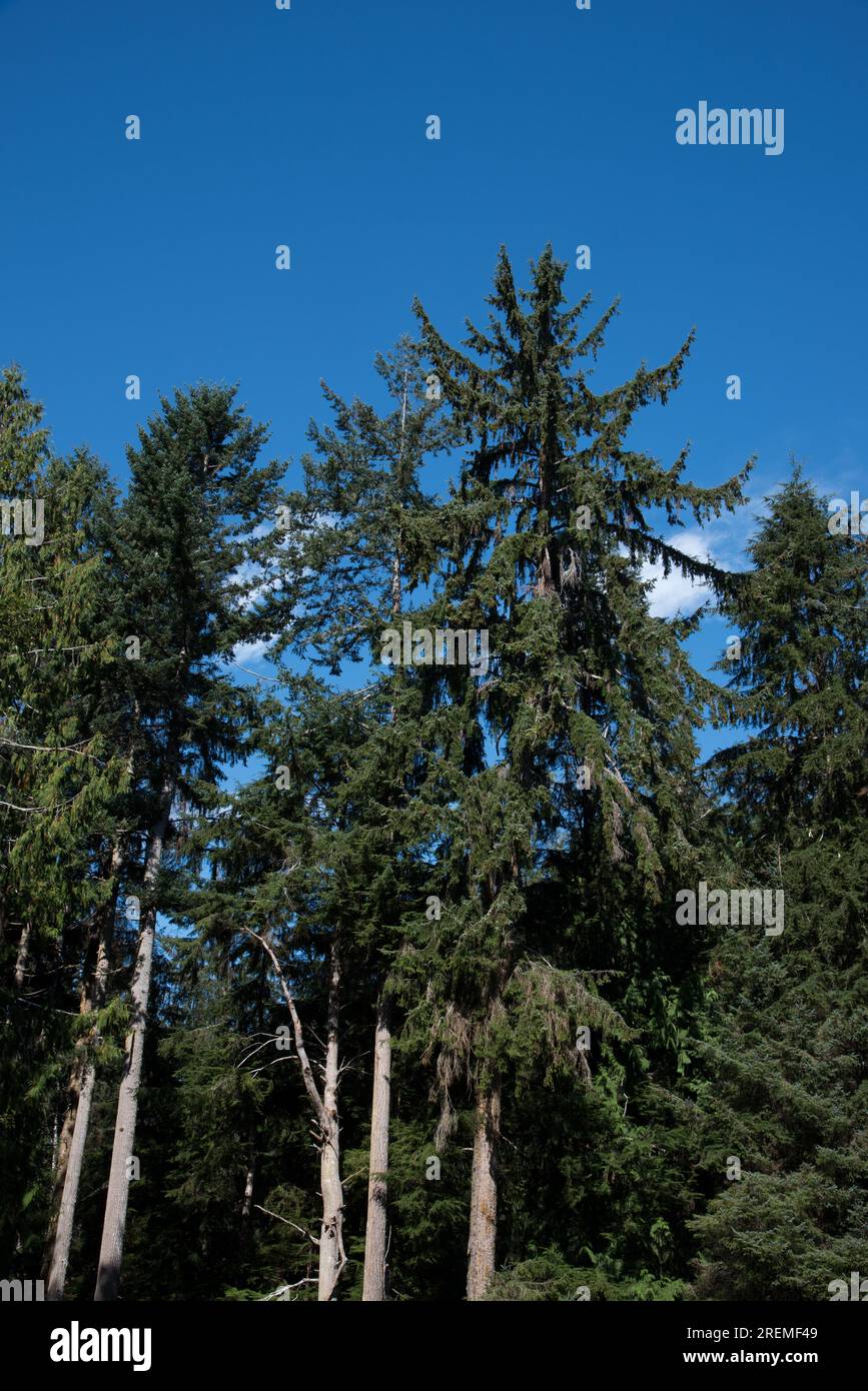 French Beach Park at the southwest park of Vancouver Island is covered ...