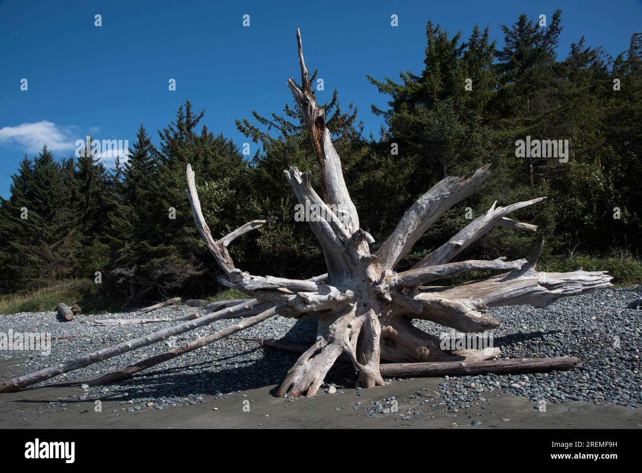 French Beach Park at the southwest park of Vancouver Island is covered ...
