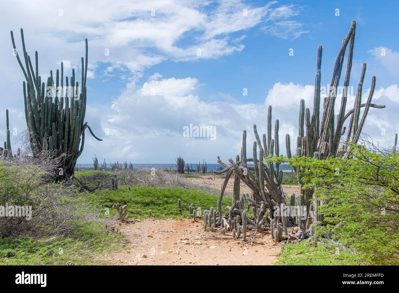 Cactus dominate the landscape at Boka Onima, East coast of Bonaire ...