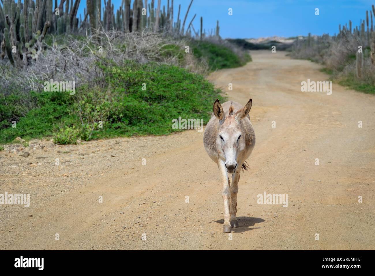 Wild donkey, Equus asinus, Bonaire, Caribbean Netherlands. Donkeys were ...