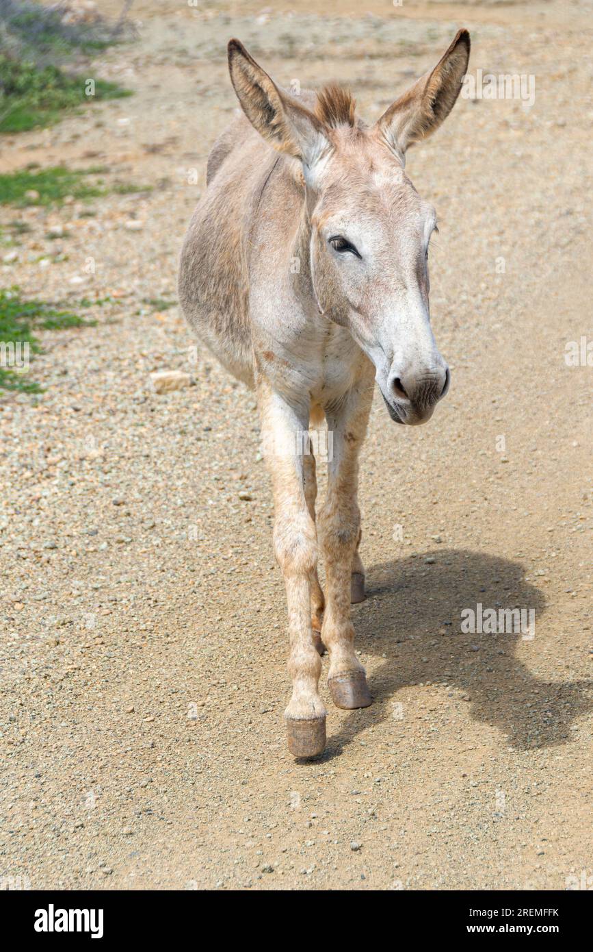 Wild donkey, Equus asinus, Bonaire, Caribbean Netherlands. Donkeys were ...