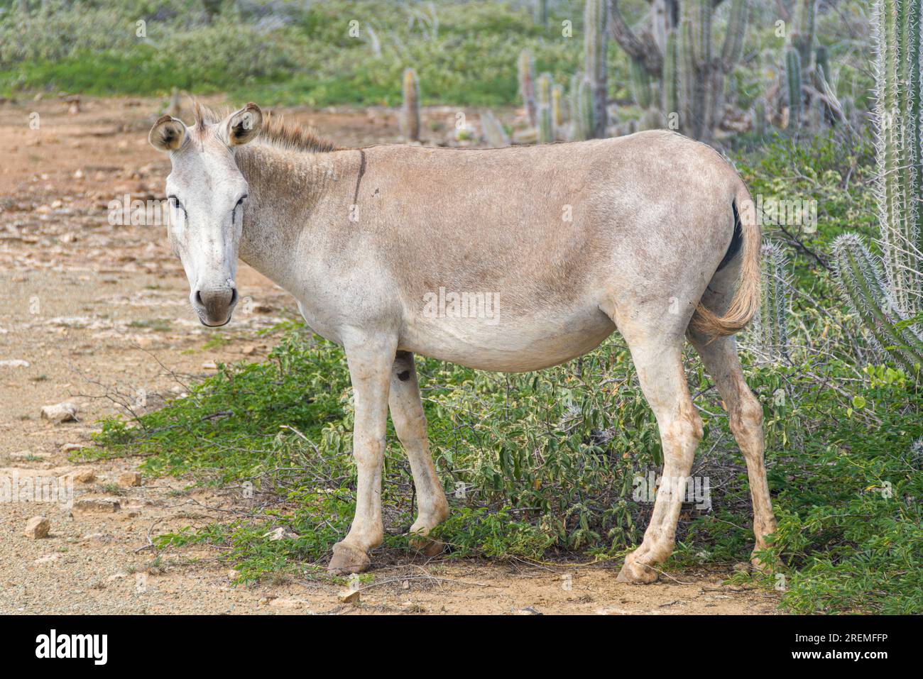 Wild donkey, Equus asinus, Bonaire, Caribbean Netherlands. Donkeys were ...