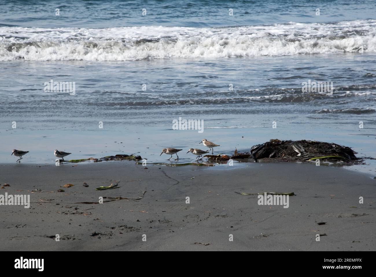 French Beach Park at the southwest park of Vancouver Island is covered ...