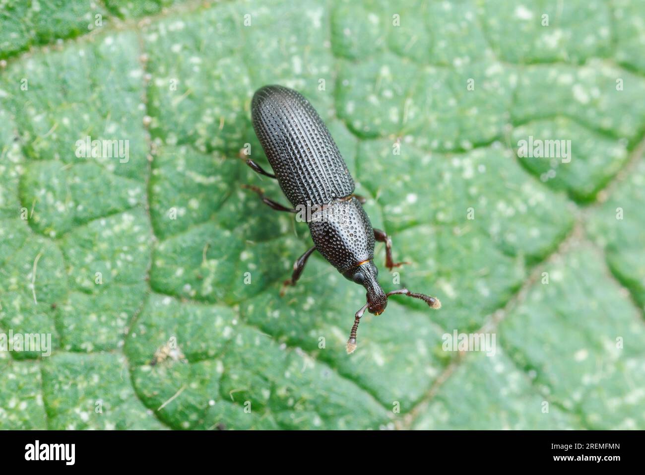 Cossonus hi-res stock photography and images - Alamy