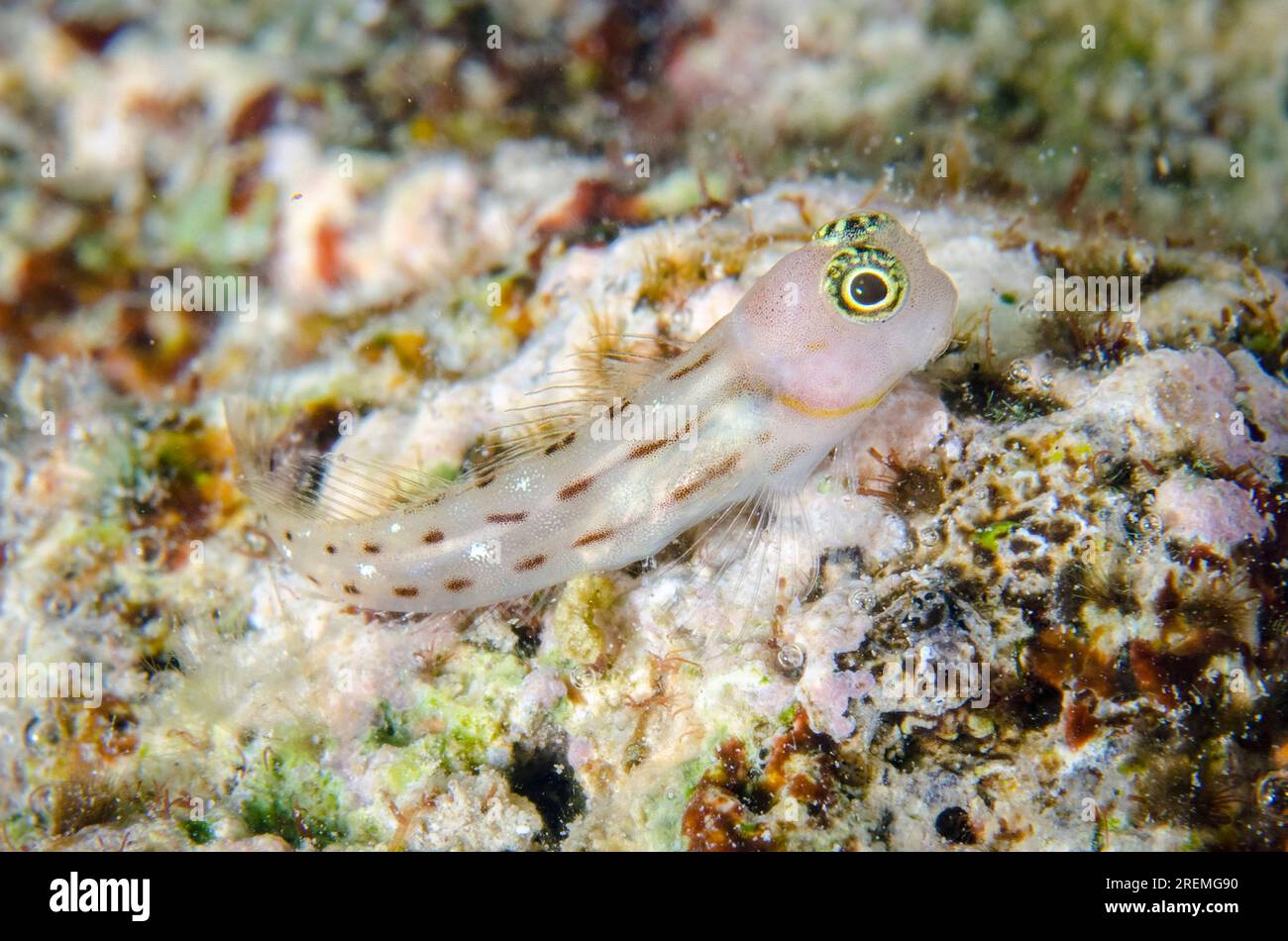 Three-lined Blenny, Ecsenius trilineatus, Mangroves dive site ...