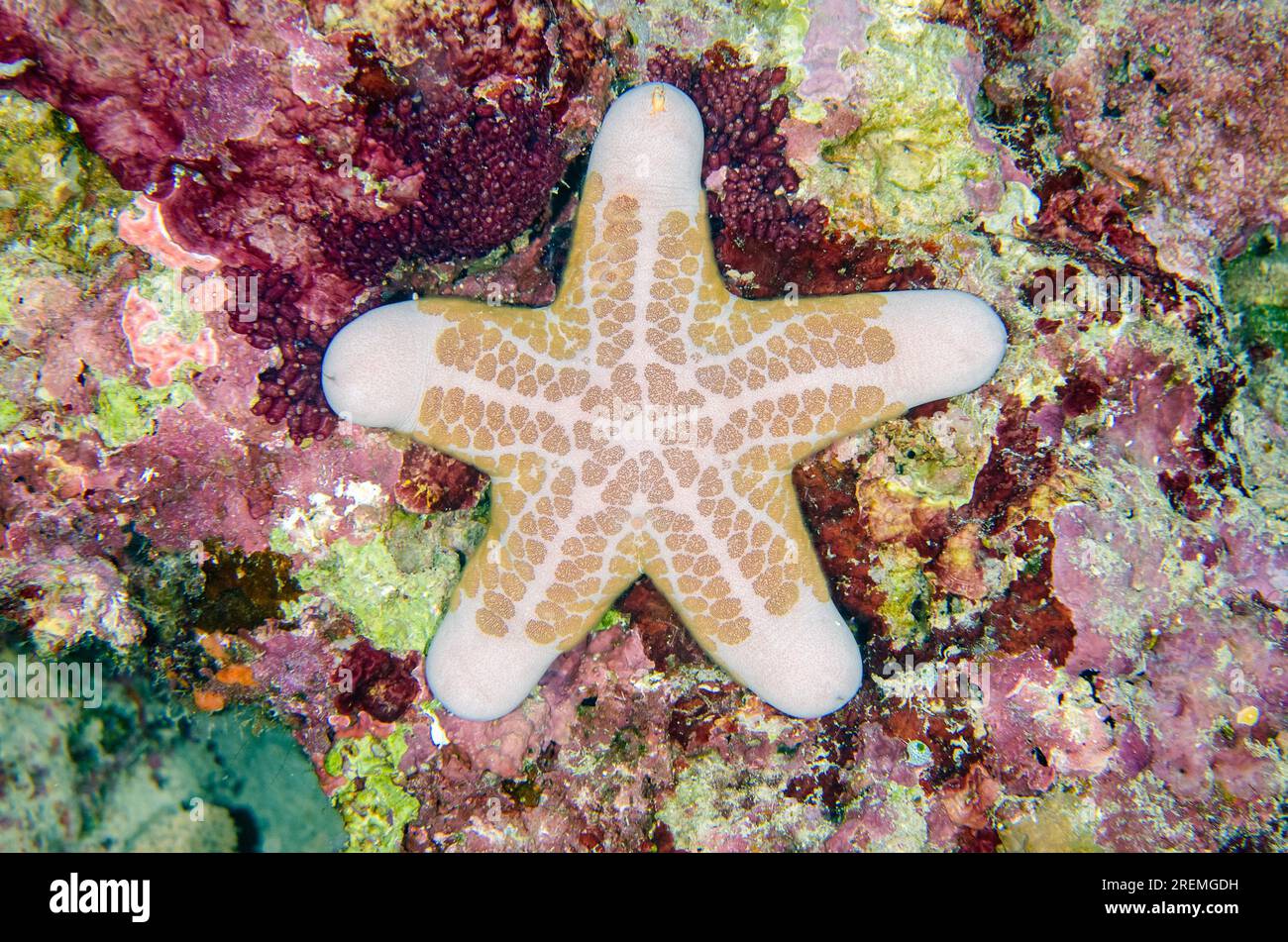 Oreasteridae hi-res stock photography and images - Alamy