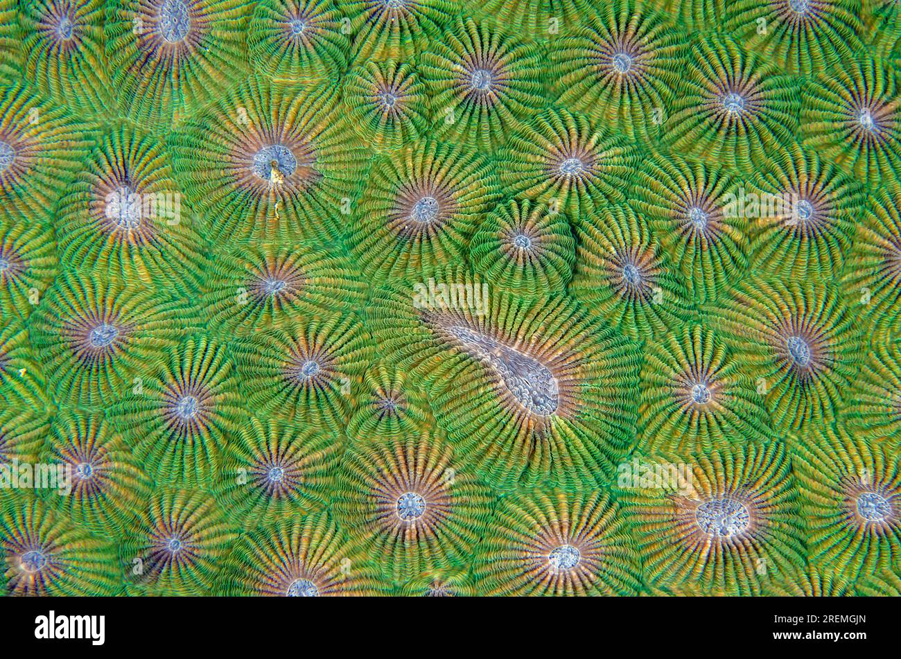 Honeycomb Coral, Diploastrea heliopora, corallites, Mangroves dive site ...