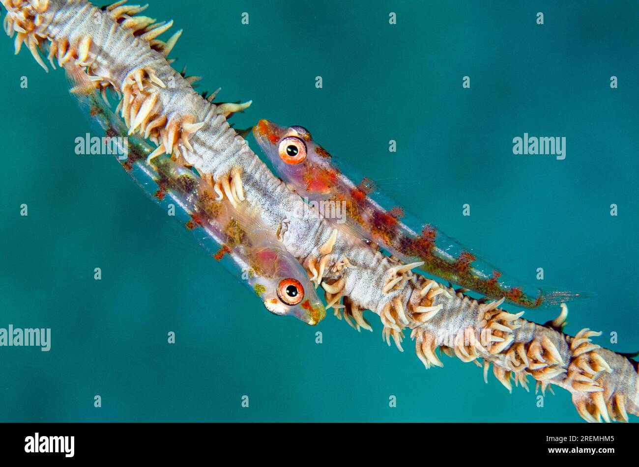 Animal 2 symbiotic not plant hi-res stock photography and images - Alamy