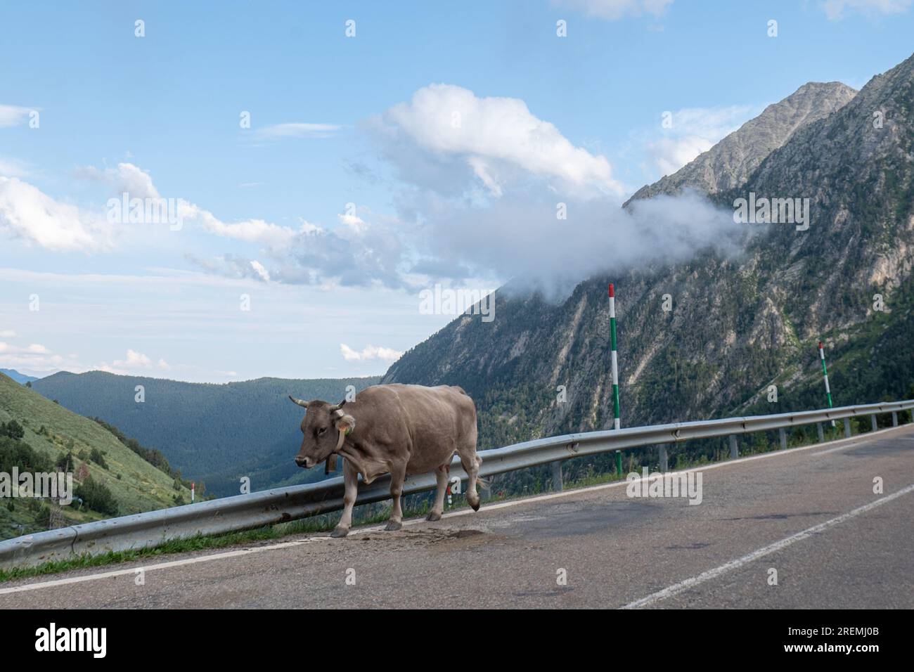 Cow in the Viewpoint of the Gerber Waterfall in Baqueria in Catalunya ...
