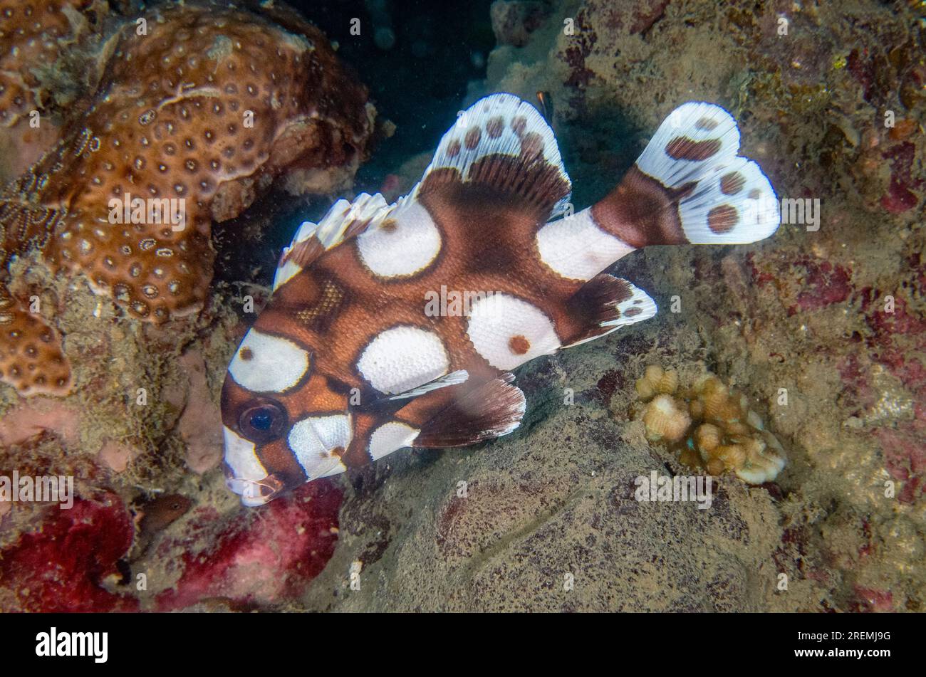 Sub-adult Many-spotted Sweetlips, Plectorhinchus chaetodonoides ...