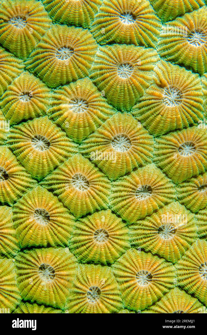 Honeycomb Coral, Diploastrea heliopora, corallites, Underwater Temple ...