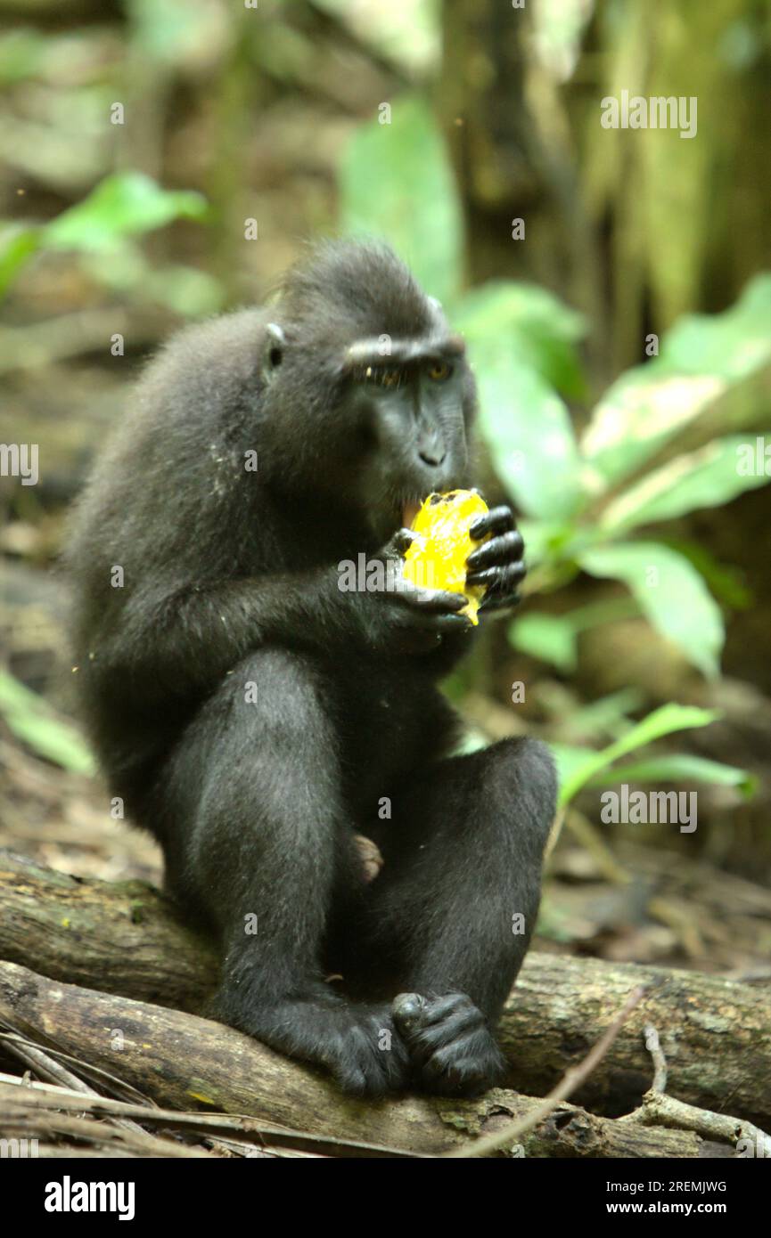 A Celebes crested macaque (Macaca nigra) sits on forest floor as it is ...
