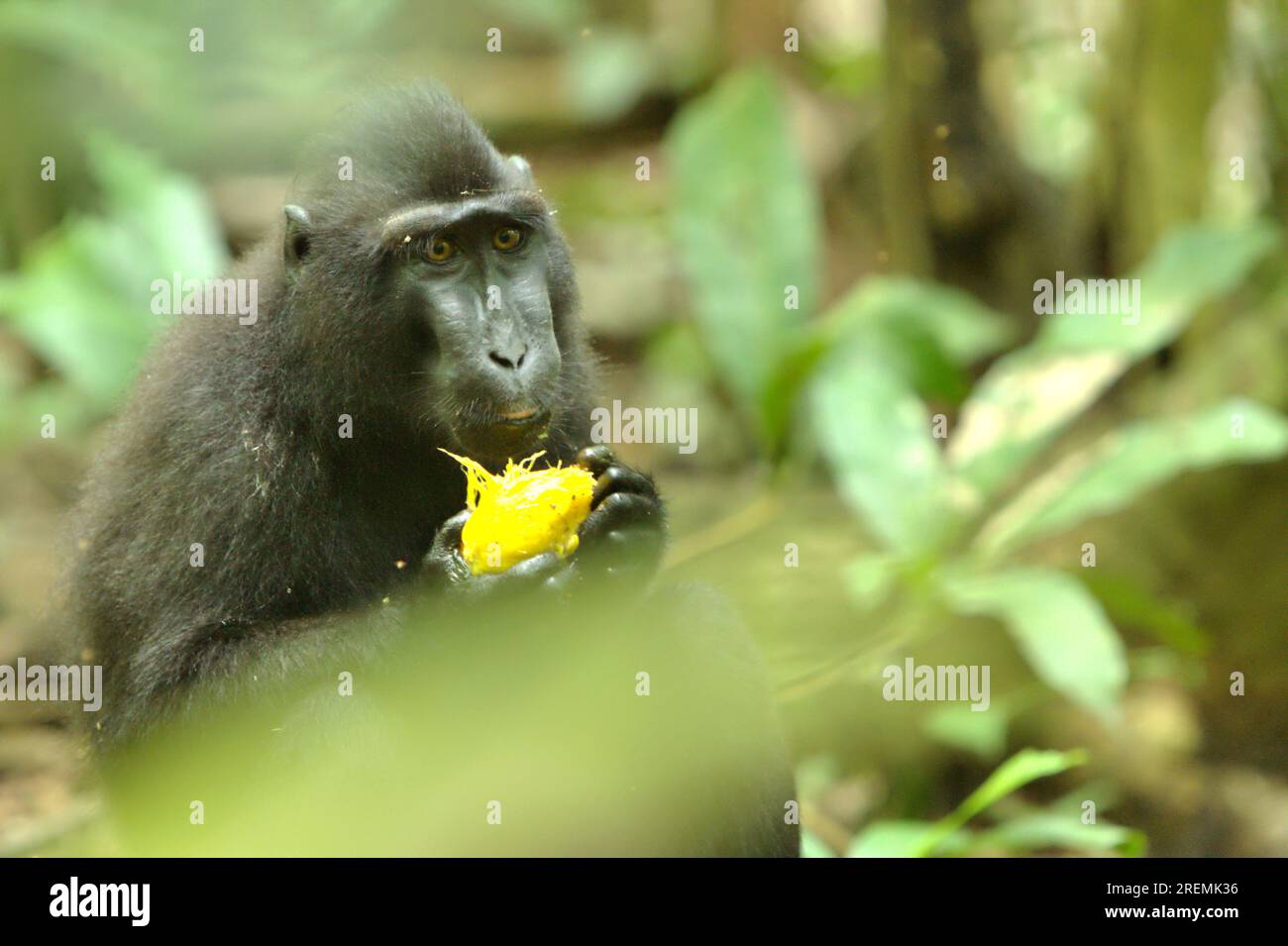 A Celebes crested macaque (Macaca nigra) sits on forest floor as it is ...