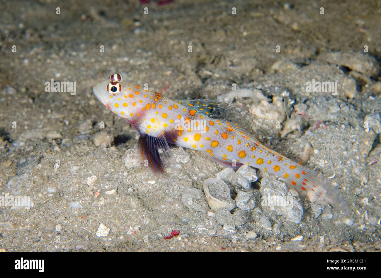 Spotted Shrimpgoby, Amblyeleotris guttata, Underwater Temple dive site ...