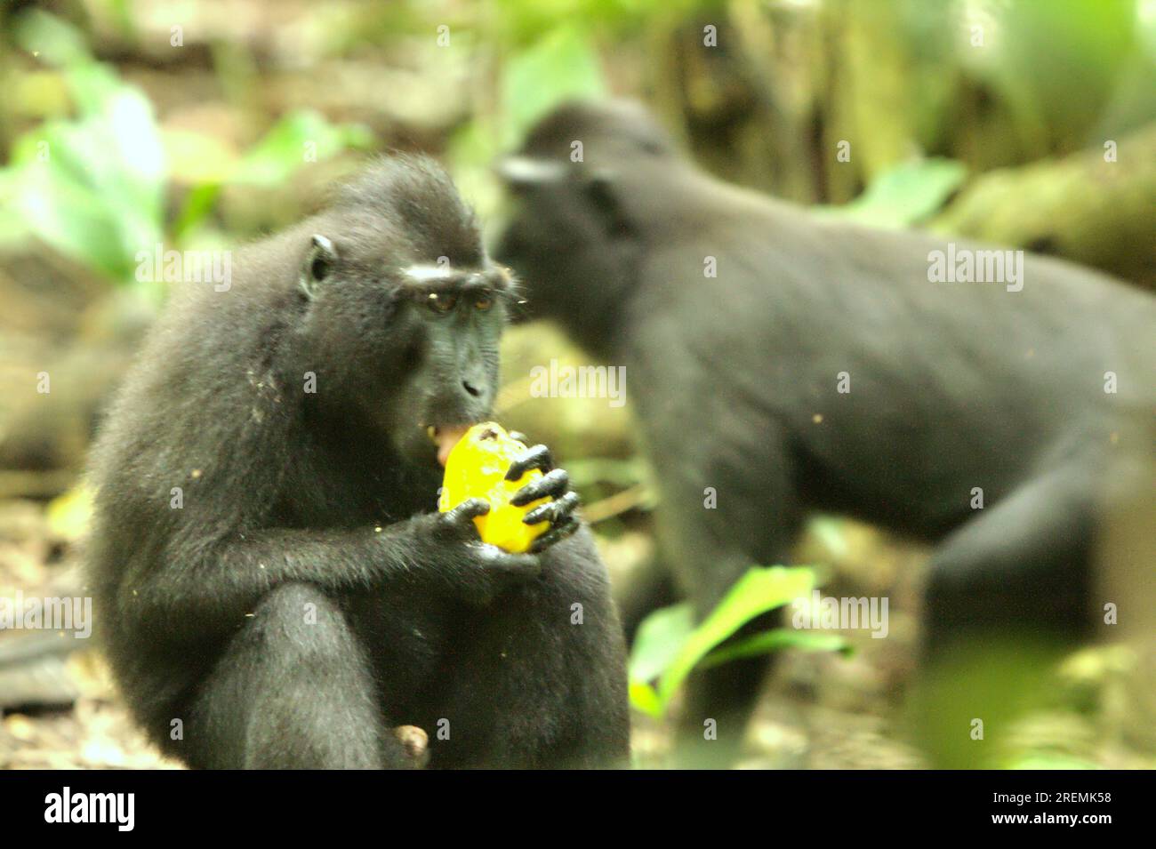 Macaque diet composition hi-res stock photography and images - Alamy