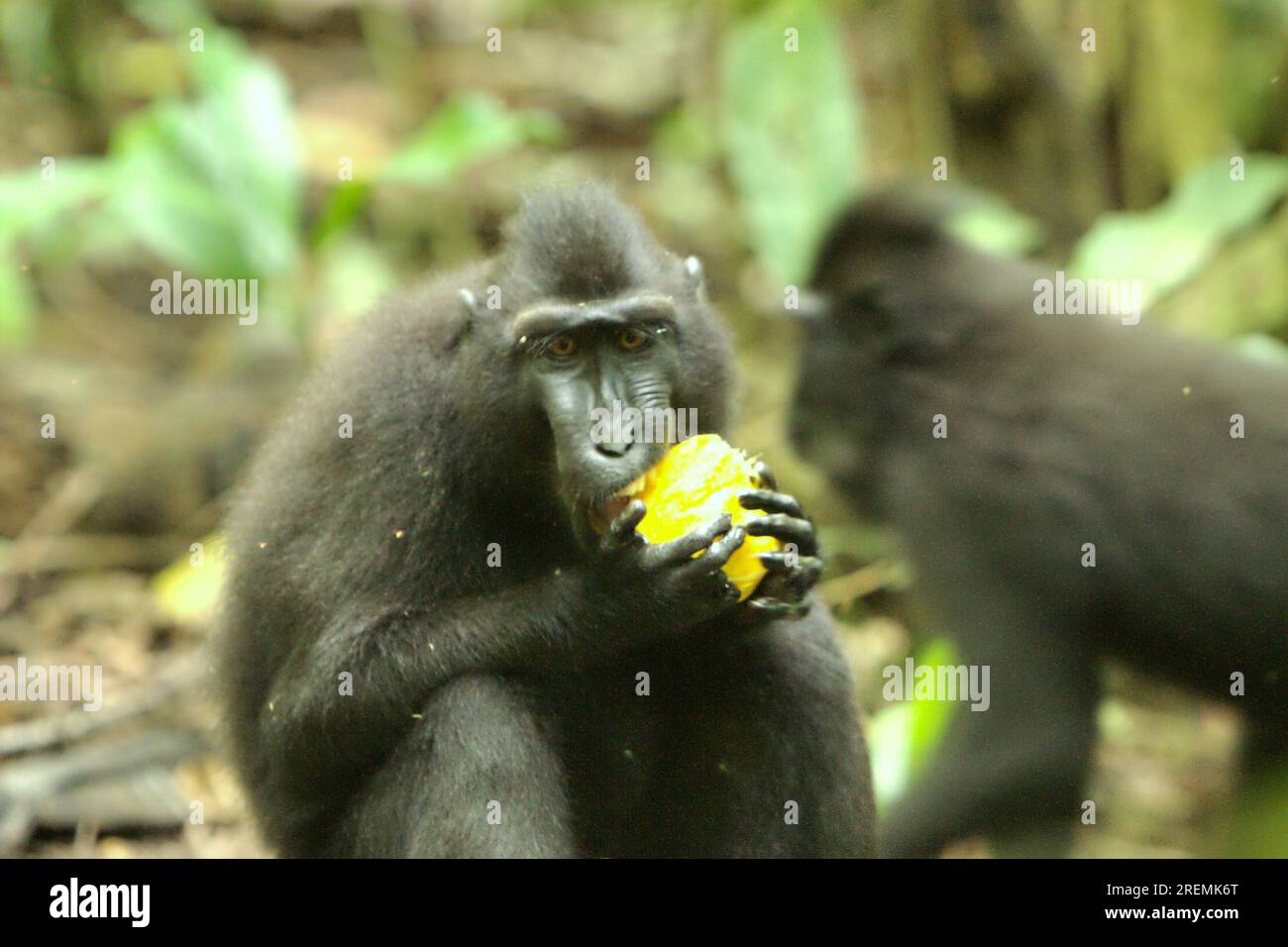 Macaque diet composition hi-res stock photography and images - Alamy