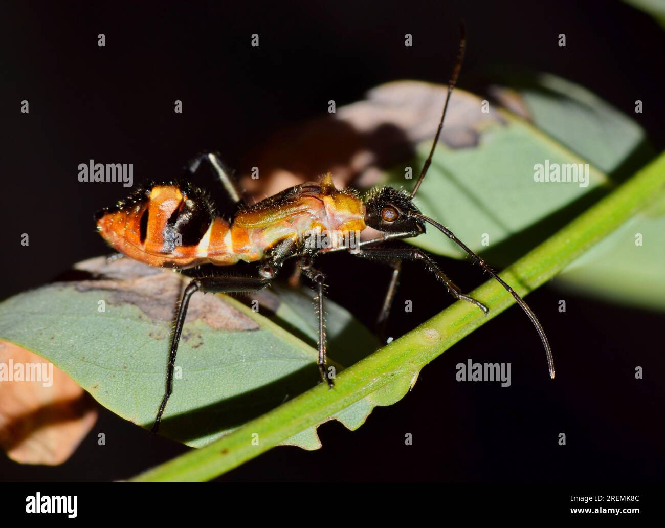 Stem to bow hi-res stock photography and images - Alamy